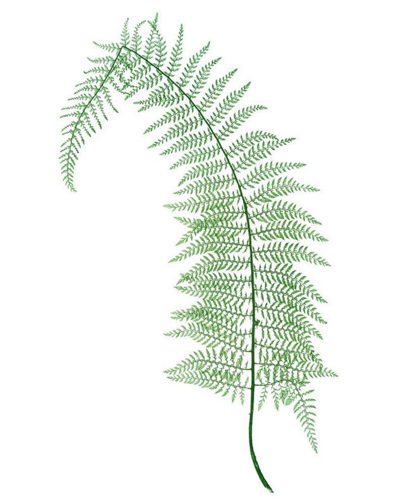 Fern Printables, Set of 12 Ferns, Vintage Nature Illustrations ...