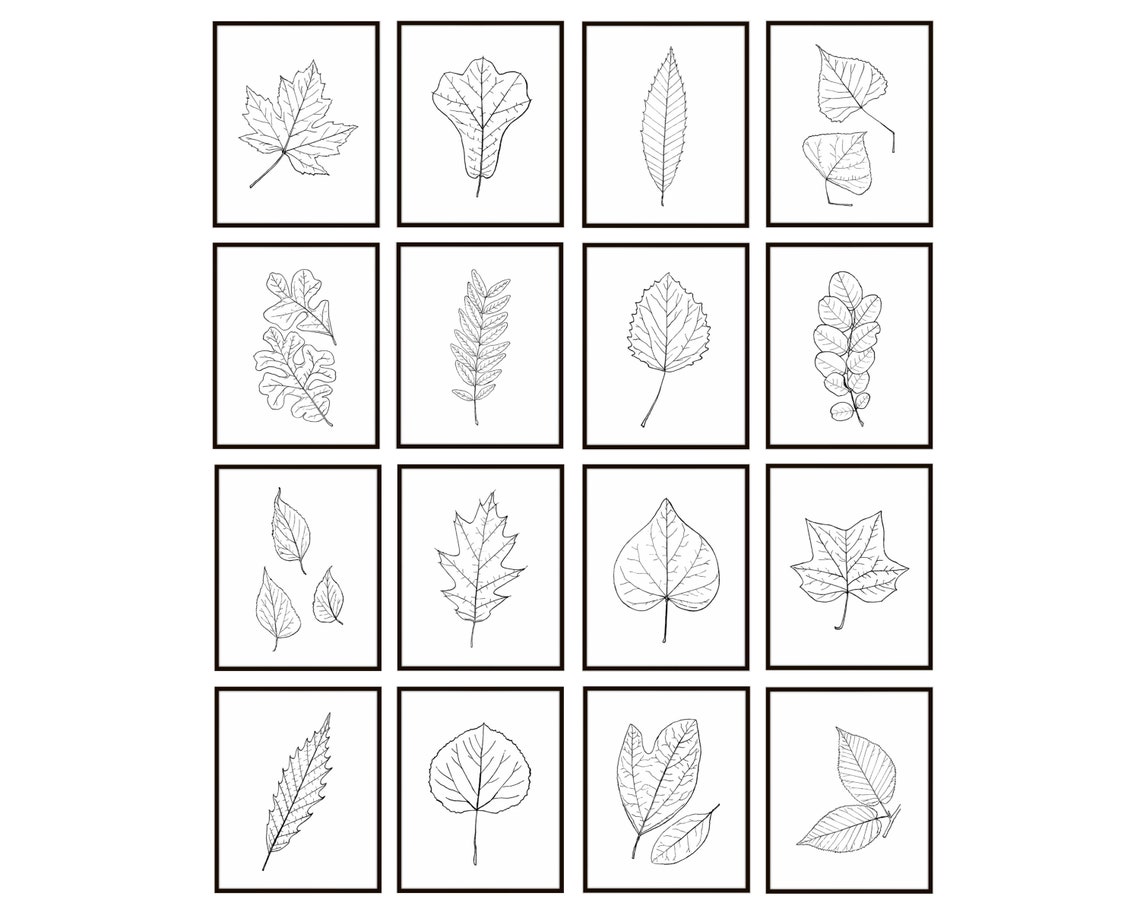 Leaf Line Art Printables Set of 16 Vintage Botanical - Etsy