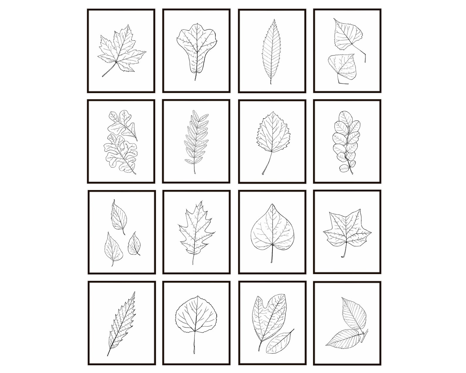 Leaf Line Art Printables Set of 16 Vintage Botanical - Etsy