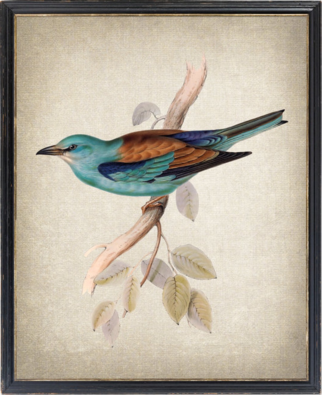 European Roller Bird Printable, Vintage Illustration, Natural History ...