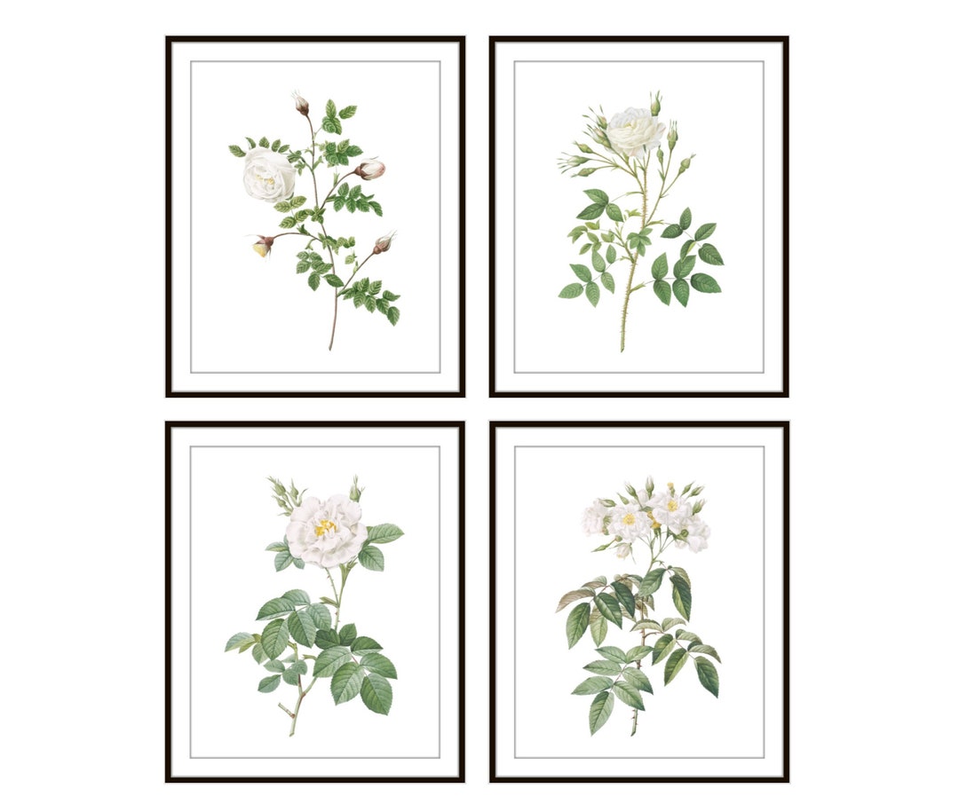 White Roses Set of 4 Digital Download, Vintage Rose Illustrations ...