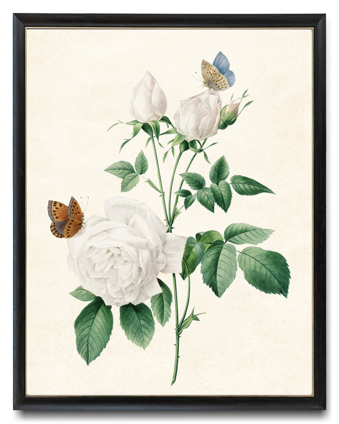 White Roses Printable, P.J. Redoute Antique Illustration, Rose and ...