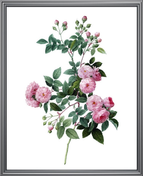 Pink Roses Printable Antique Flower Illustration French Rose | Etsy