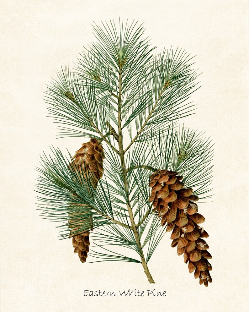 Eastern White Pine Printable Vintage Botanical Illustration | Etsy