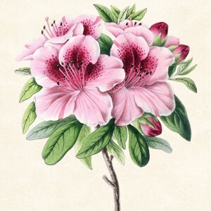 Pink Azaleas Digital Print, Vintage Azalea Flower Illustration ...