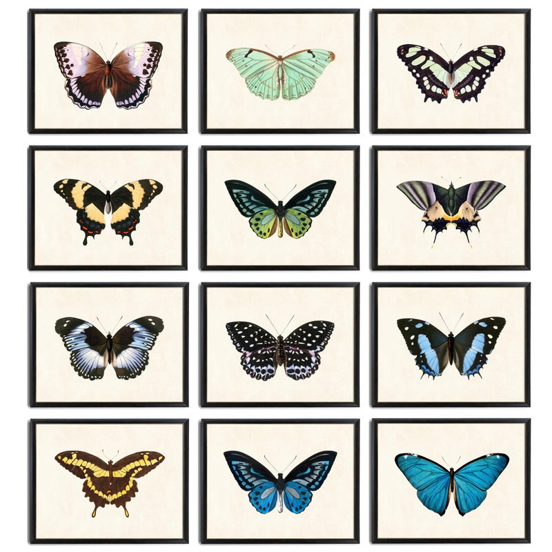 Butterfly 8x10 - Etsy
