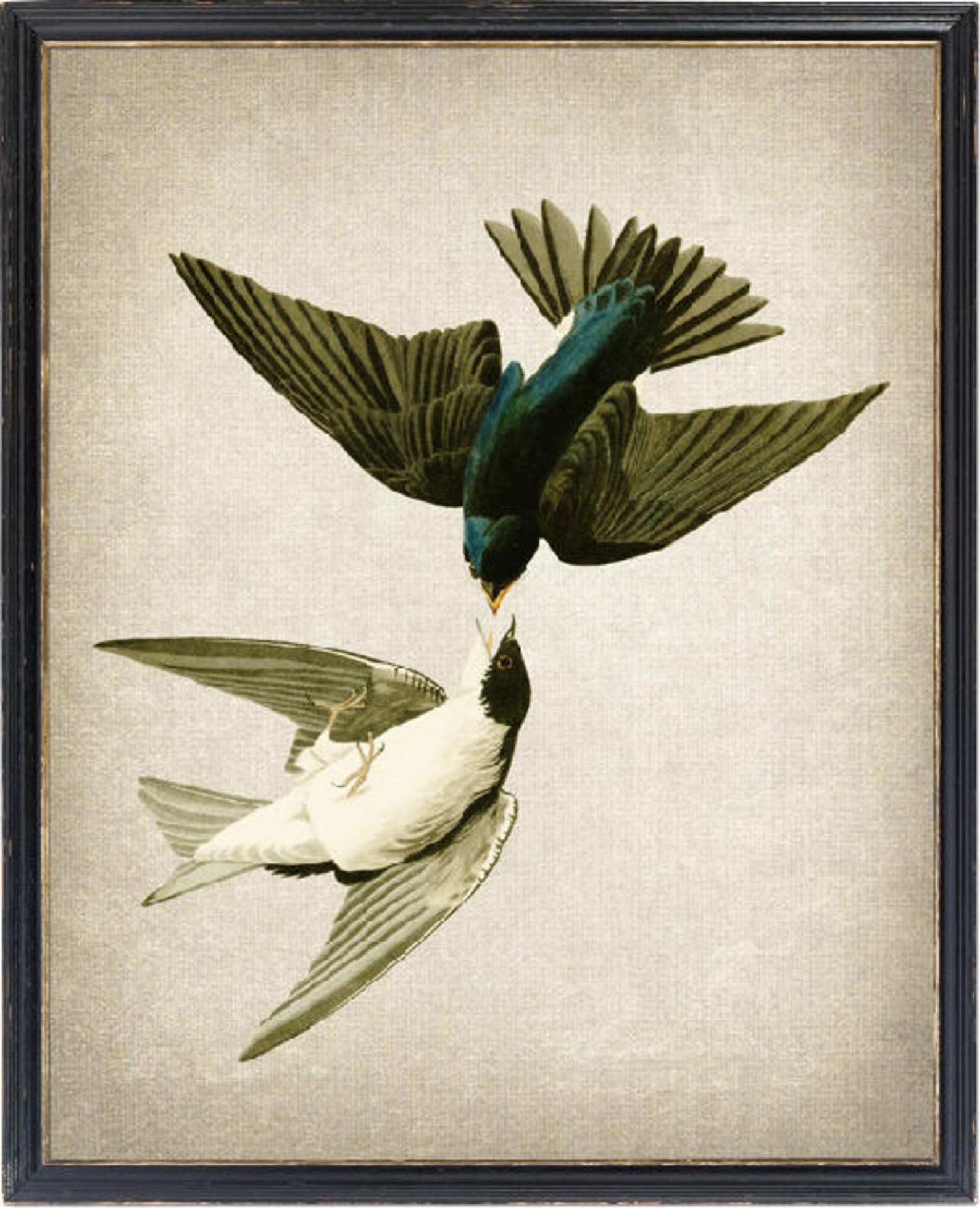 Bird Printable White-bellied Swallows Vintage Illustration | Etsy