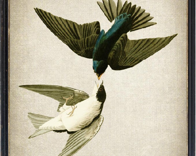 Bird Printable, White-bellied Swallows Vintage Illustration, Instant ...