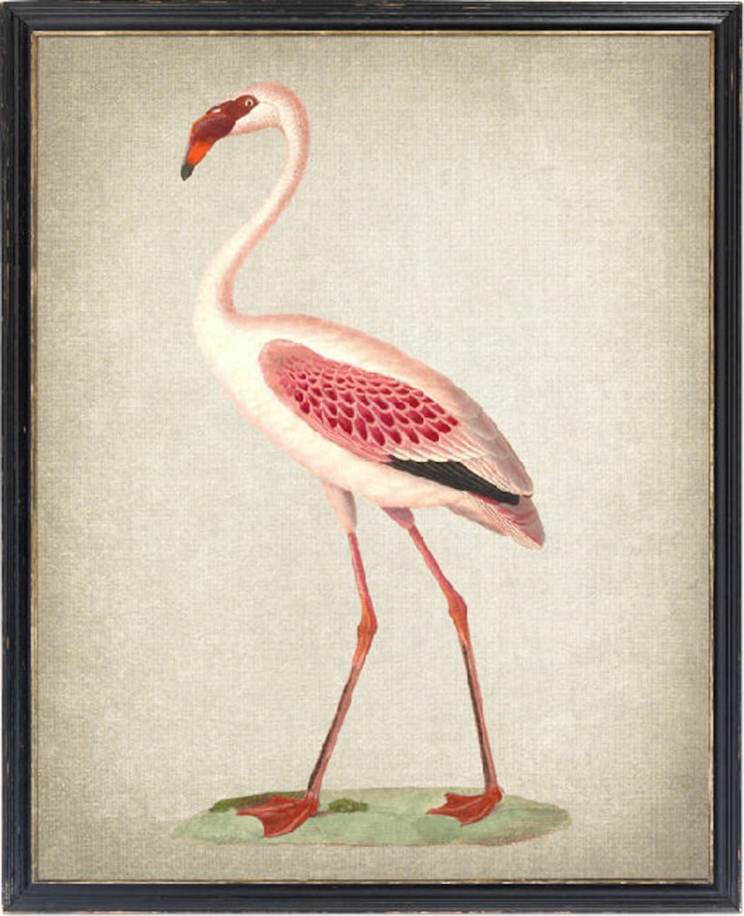 Vintage Flamingo Art Digital Print, Lesser Flamingo Bird Illustration ...