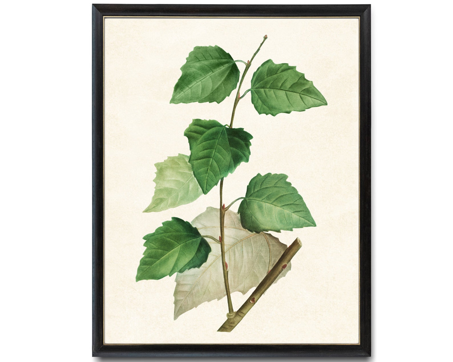 Digital Download Art Print / White Poplar Tree Branch Vintage Botanical ...