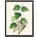 Digital Download Art Print / White Poplar Tree Branch Vintage Botanical ...