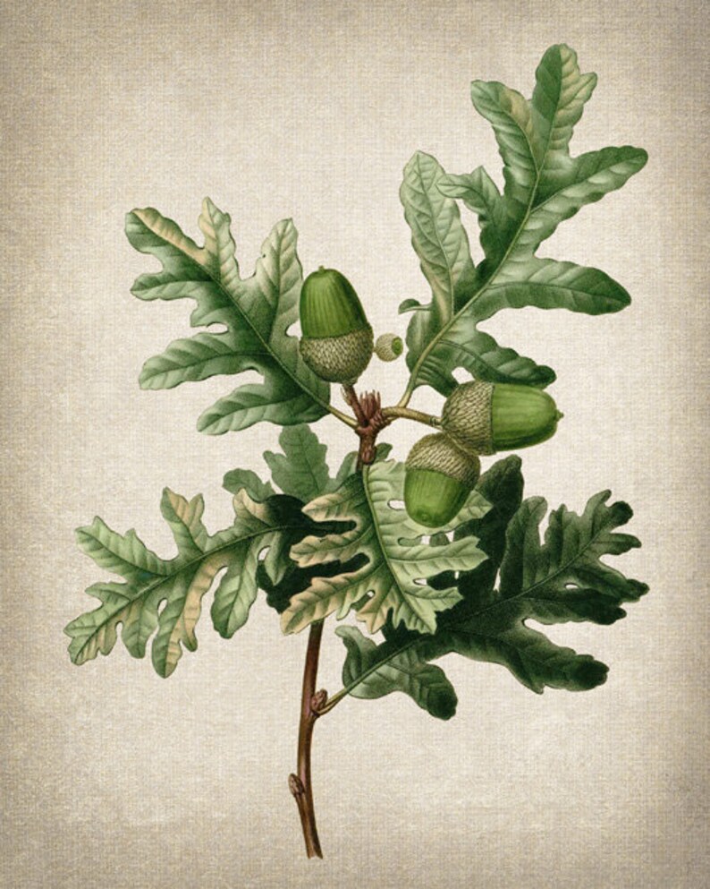 Oak Plant Printable 'Pyrenean Oak' Vintage | Etsy