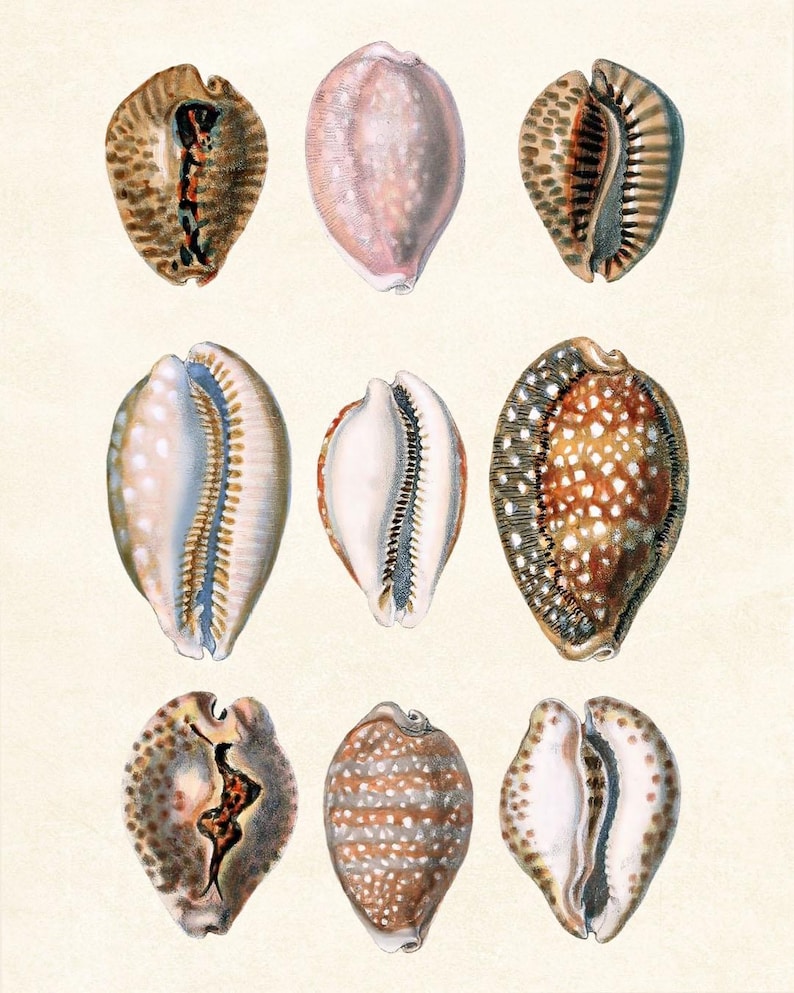 Set of 12 Shells, 8x10 Digital Prints, Vintage Seashell Illustrations ...