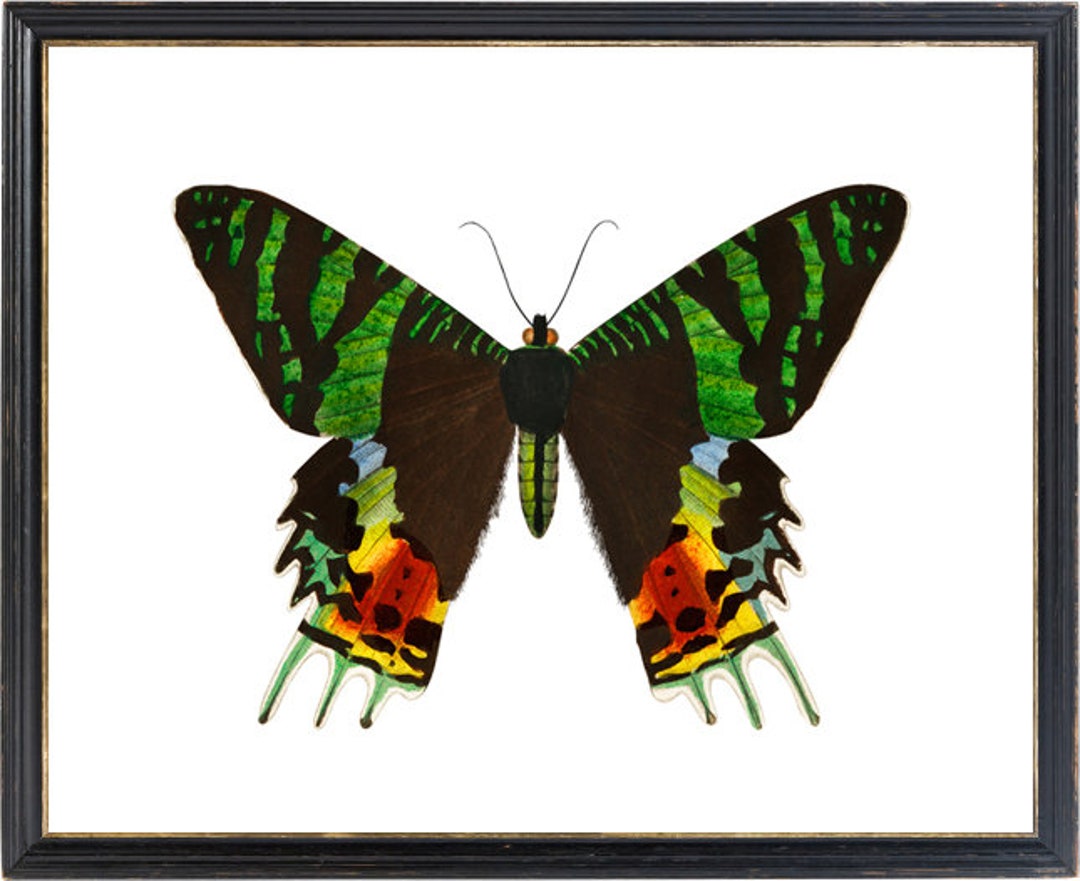 Madagascan Sunset Moth Printable Art, Vintage Insect Illustration ...