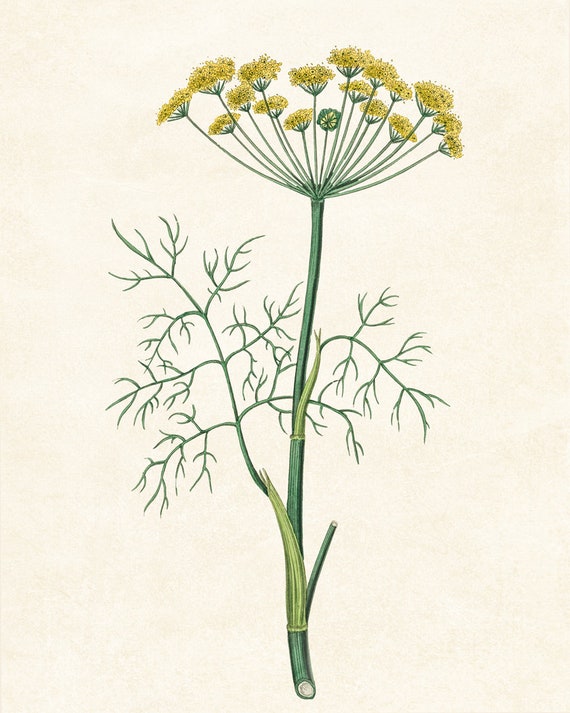 Dill Flower Drawing