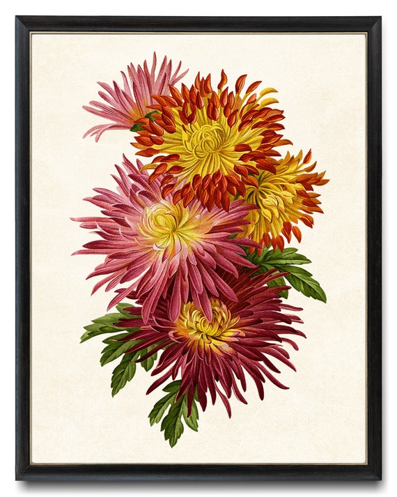 Pittura Di Fiori Di Crisantemo