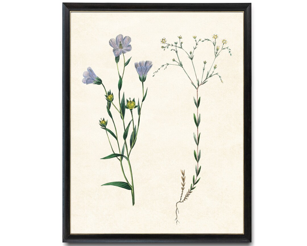 Digital Download 8x10 Art Print / Flowering Flax Plant Vintage ...