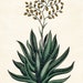 Aloe Vera Digital Print, Antique Succulent Plant Illustration ...