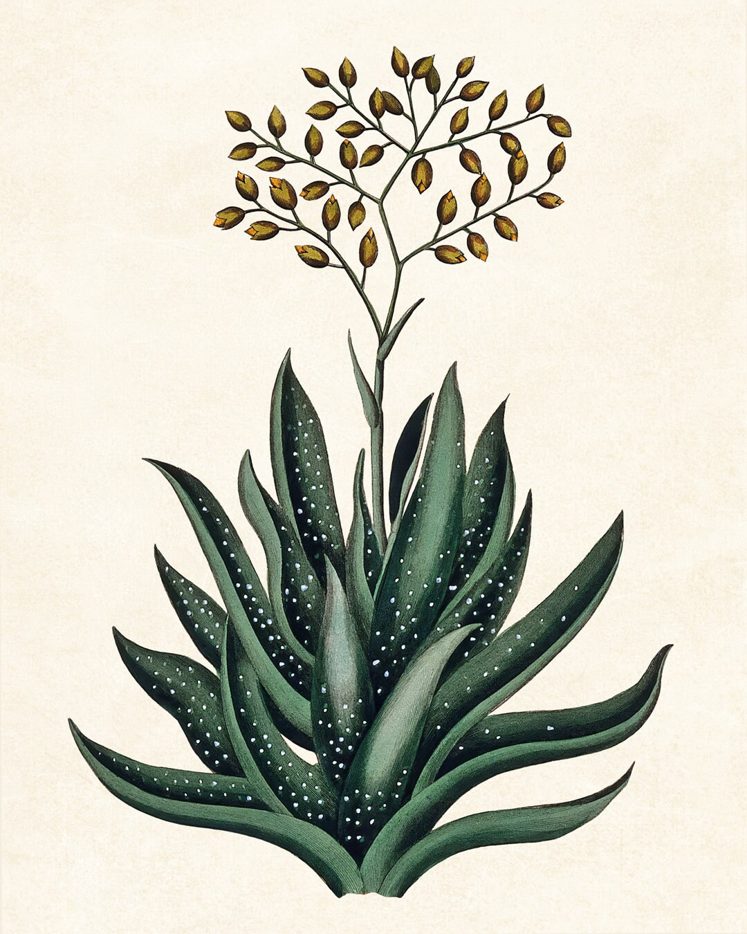 Aloe Vera Digital Print, Antique Succulent Plant Illustration ...