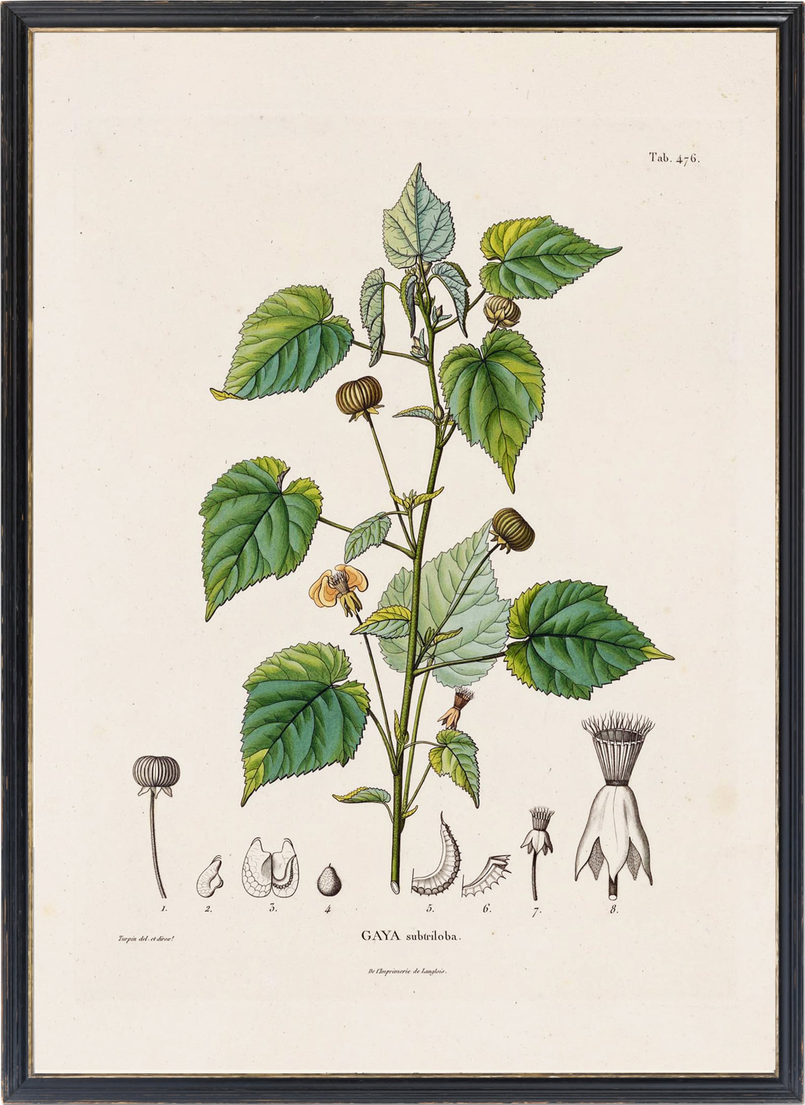 Botanical Studies 5x7 Set of 12 Printables Antique French | Etsy