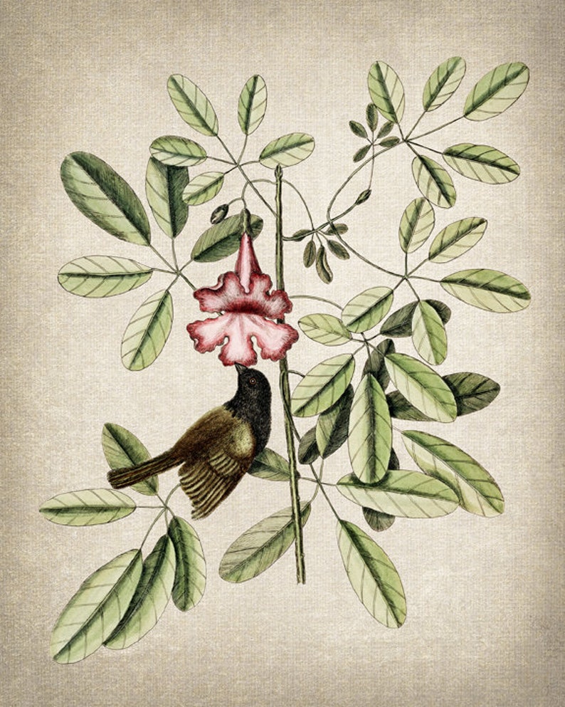 Mark Catesby Birds Set of 4 Printables 1700's Antique - Etsy