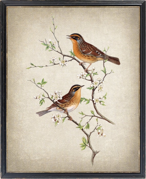 Bird and Botanical Art Print 'mountain Accentor' | Etsy