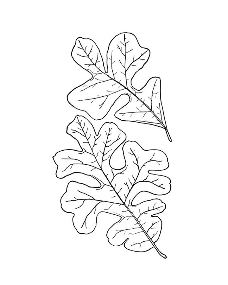 Leaf Line Art Printables Set of 16 Vintage Botanical - Etsy