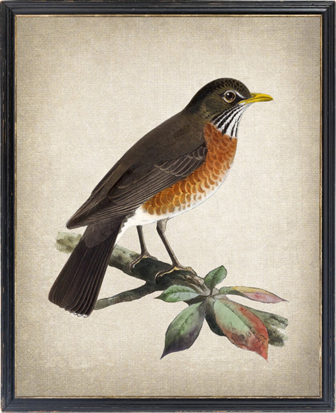 Bird Digital Print, American Robin Vintage Illustration, Printable Wall ...