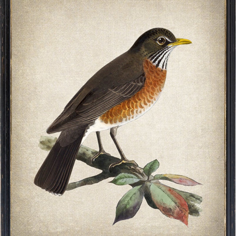 Robin Prints - Etsy UK