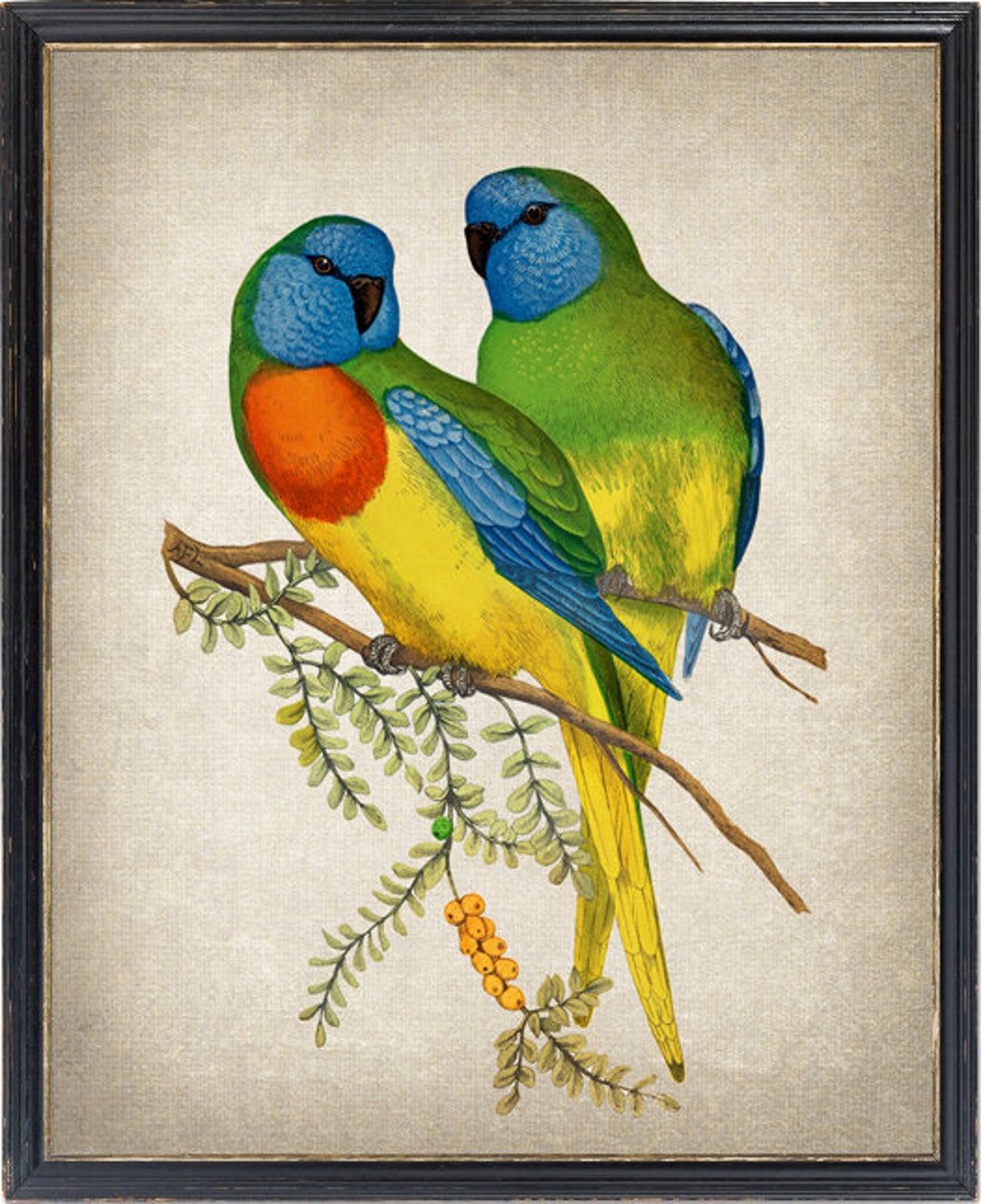 Parrot Couple Digital Art Print, 'splendid Parakeet' Vintage ...