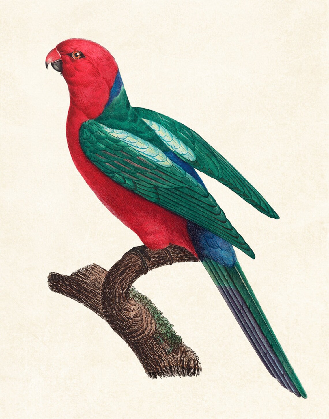 Parrot Art Printable, 'australian King Parrot' Vintage French Bird ...