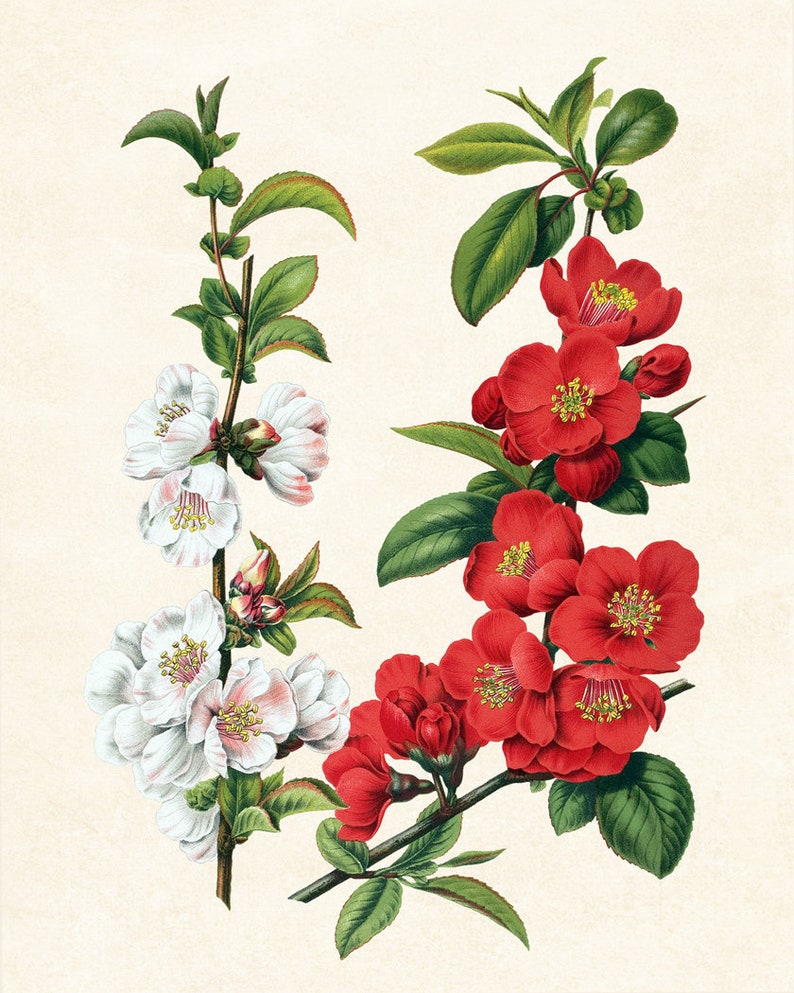 Red and White Flowers Printable Art 'flowering - Etsy