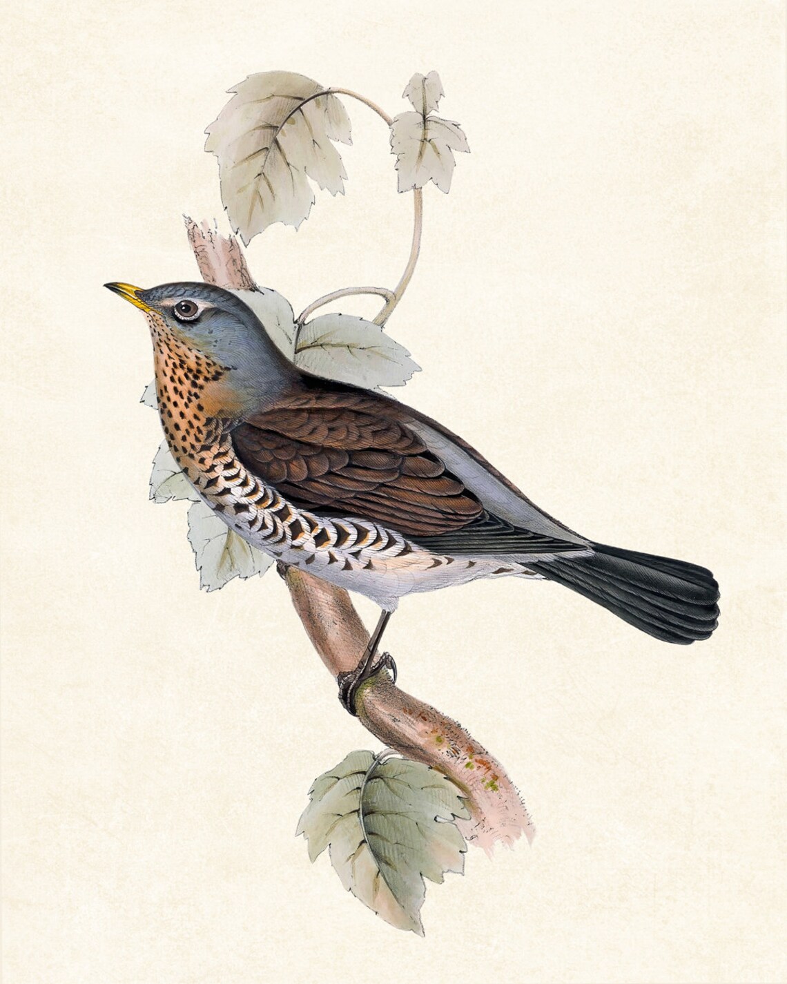 Fieldfare Thrush Digital Print, Antique Illustration, Vintage Natural ...