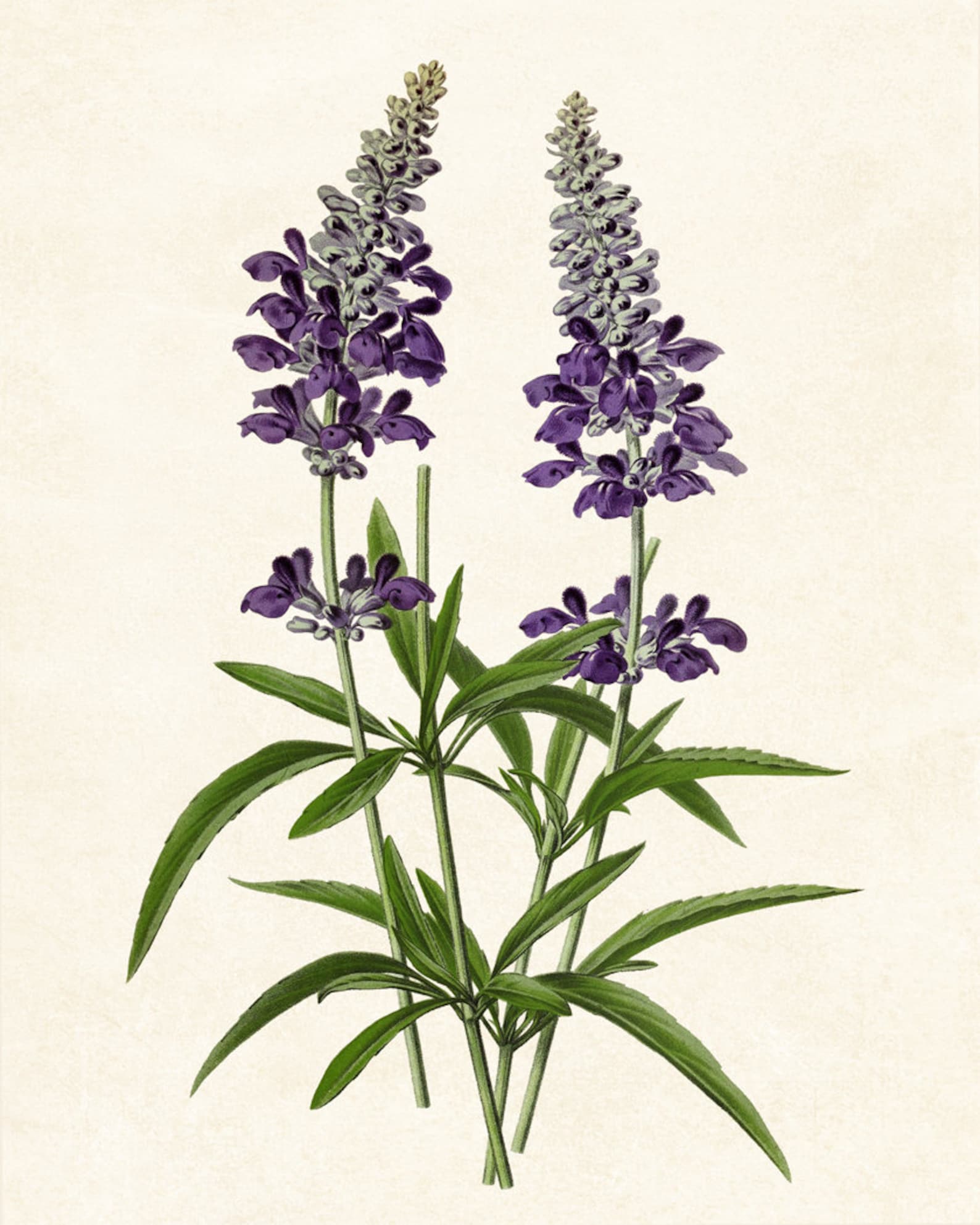 Purple Sage Art Print, Digital Download, Botanical Flower Illustration ...