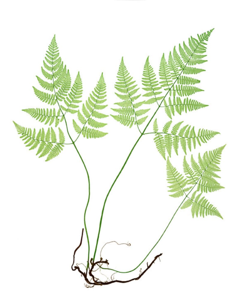 Fern Printables, Set of 12 Ferns, Vintage Nature Illustrations ...