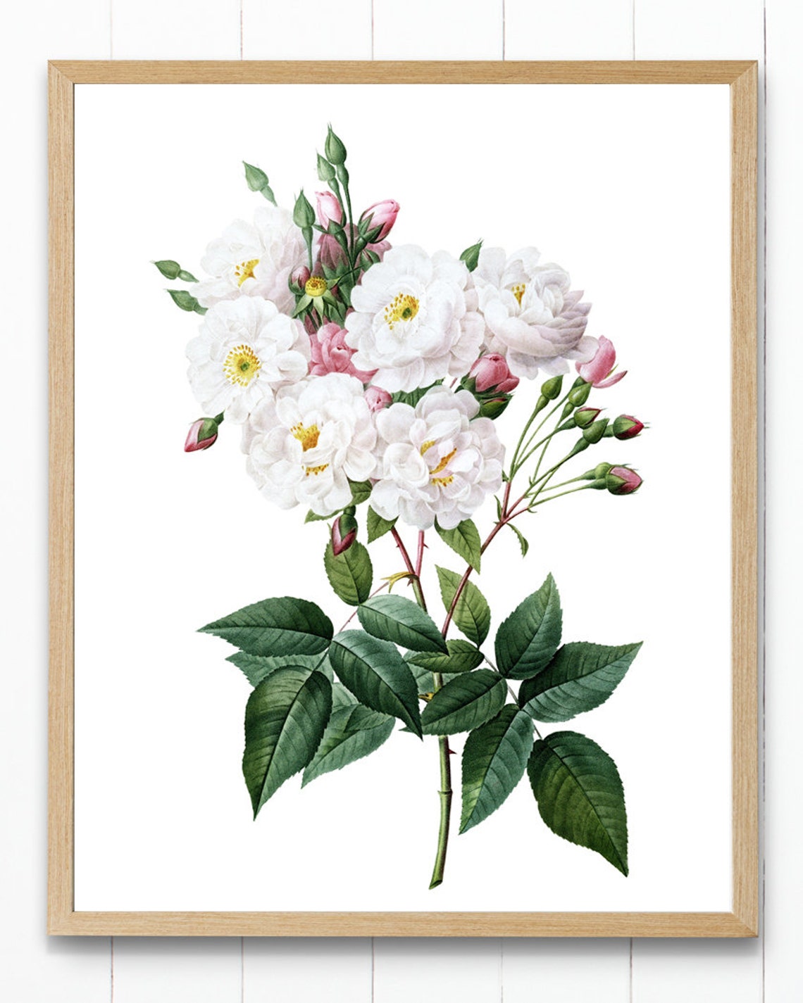 White and Pink Roses Printable Antique Flower Illustration - Etsy