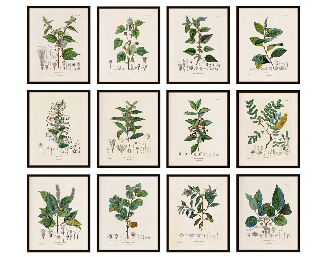 Botanical Studies Set of 12, 8x10 Printables, Antique French Plant ...