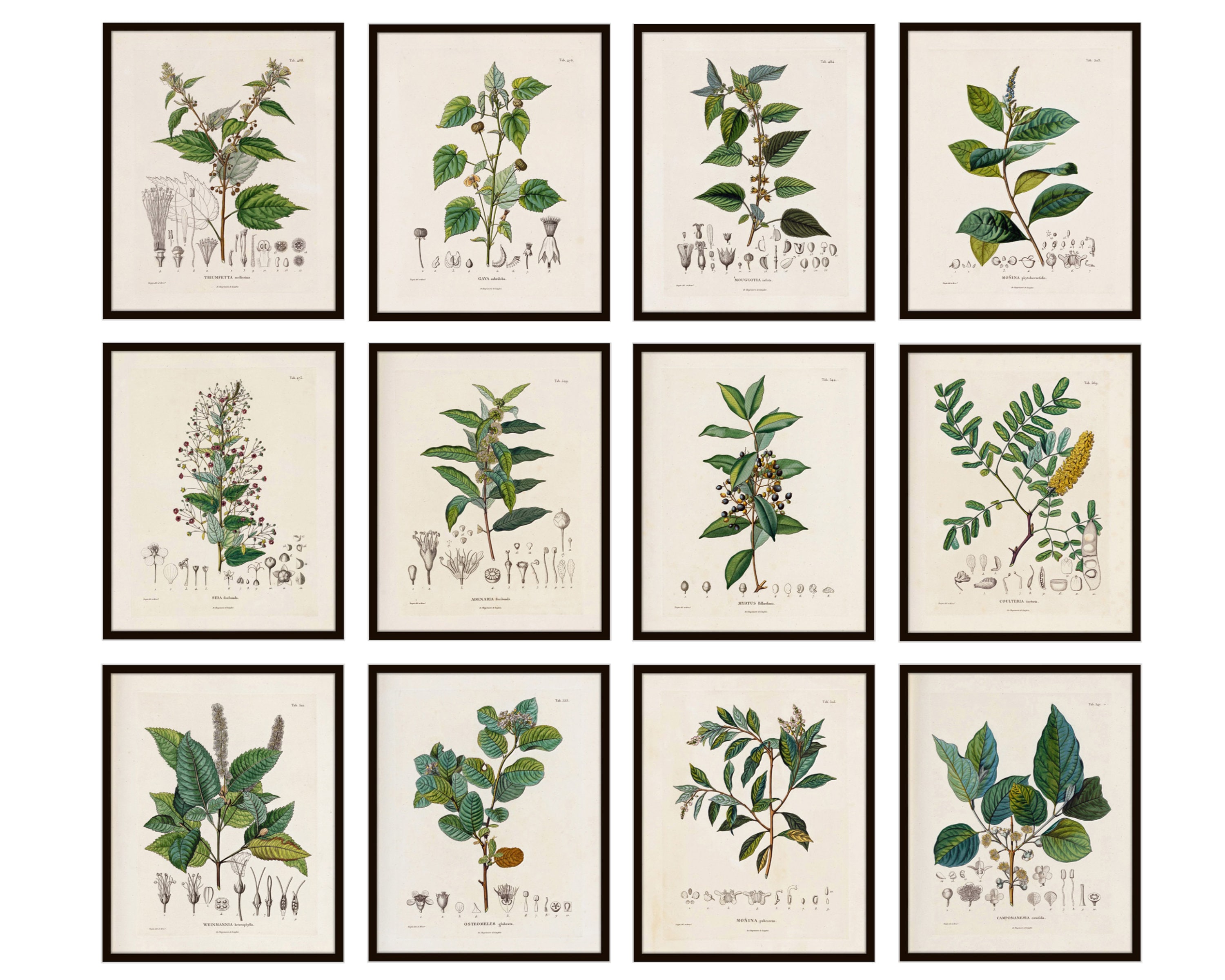 Botanical Studies Set of 12 8x10 Printables Antique French - Etsy Australia