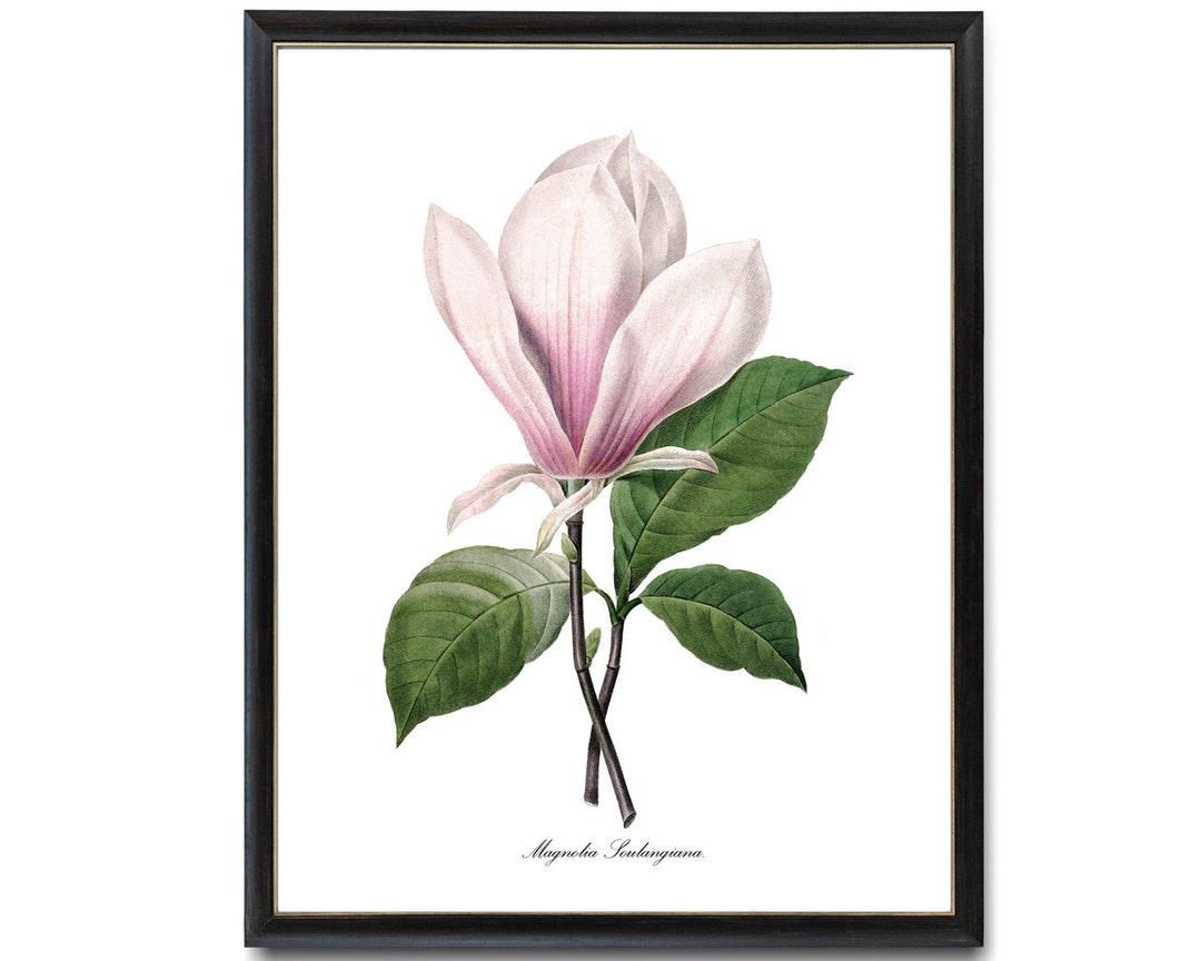 Pink Magnolia Digital Print, P.J. Redoute Art 'magnolia Soulangiana ...