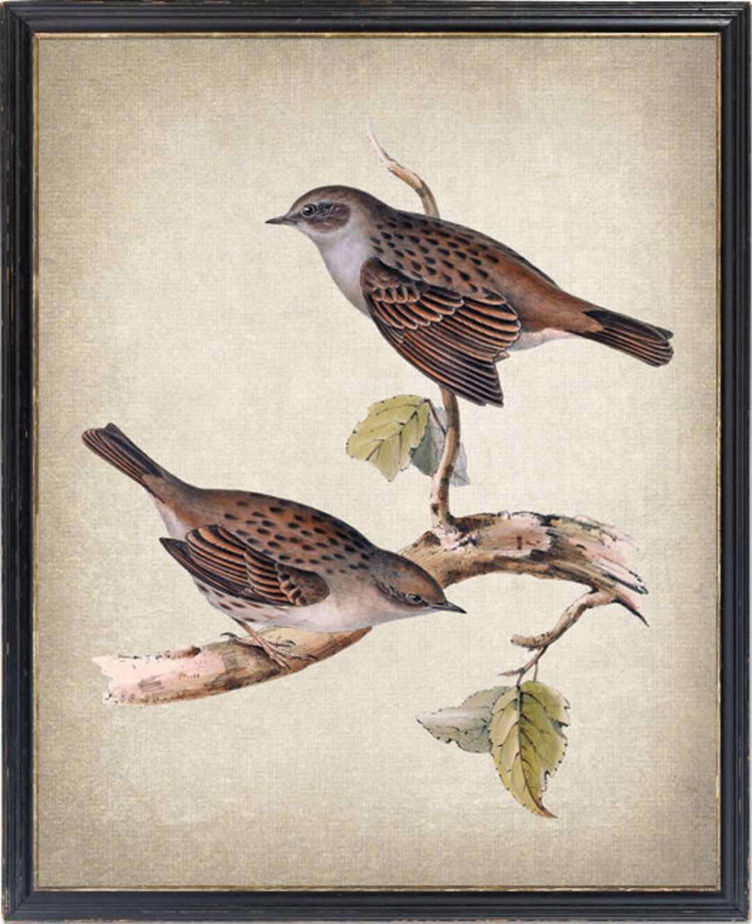 Bird Printable, 'hedge Accentor' Vintage Illustration, Ornithology ...