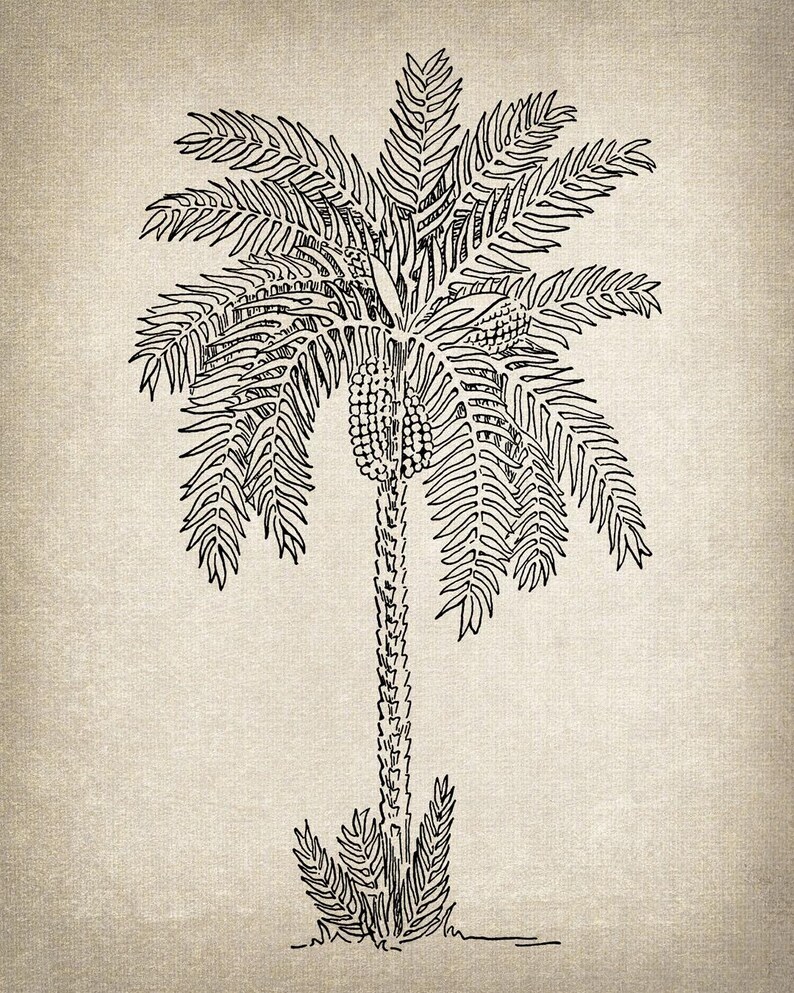 Date Palm Tree Digital Print, Vintage Line Art Drawing, Botanical ...