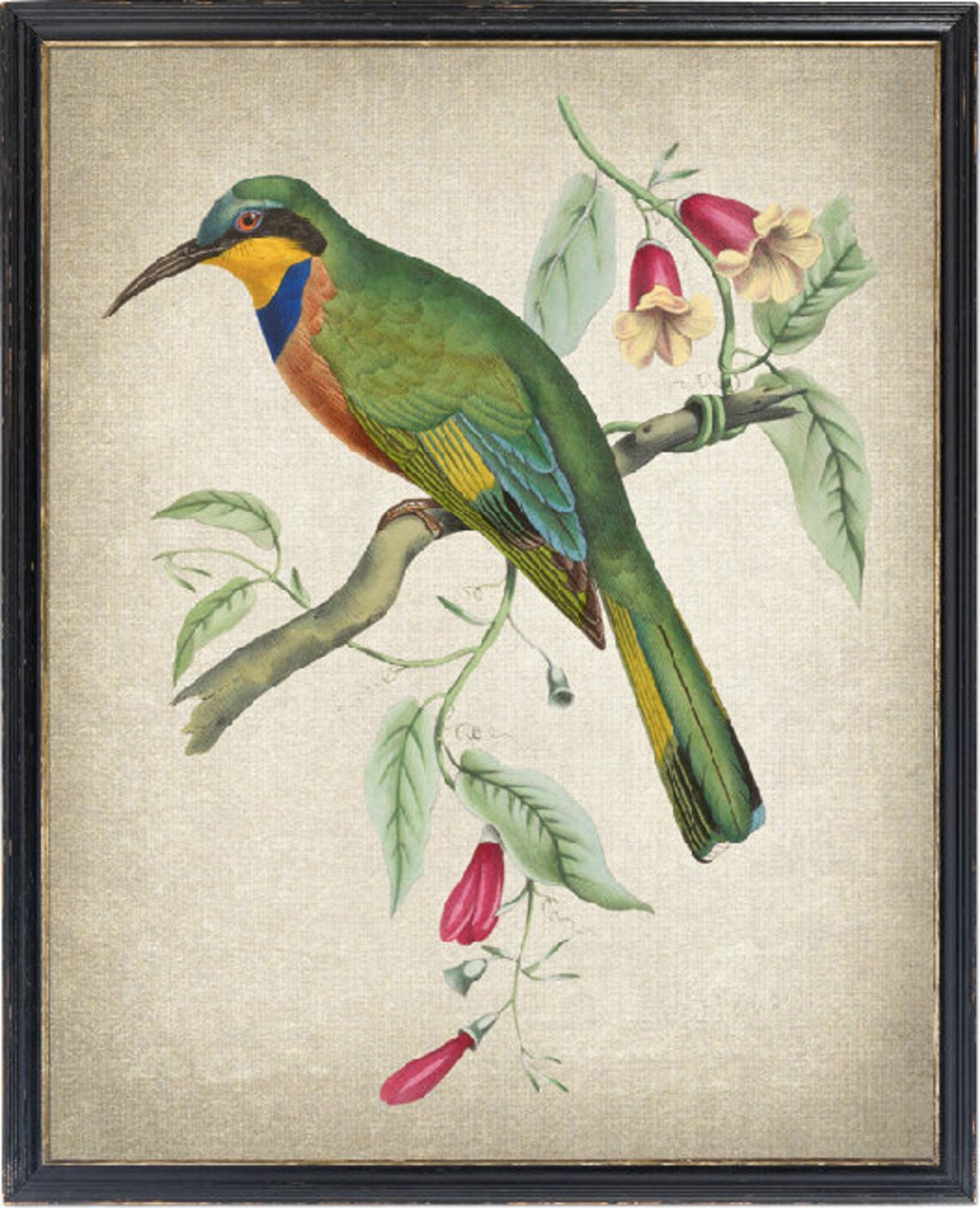 Vintage Art Bird and Botanical Print, Blue Breasted Bee Eater Bird ...