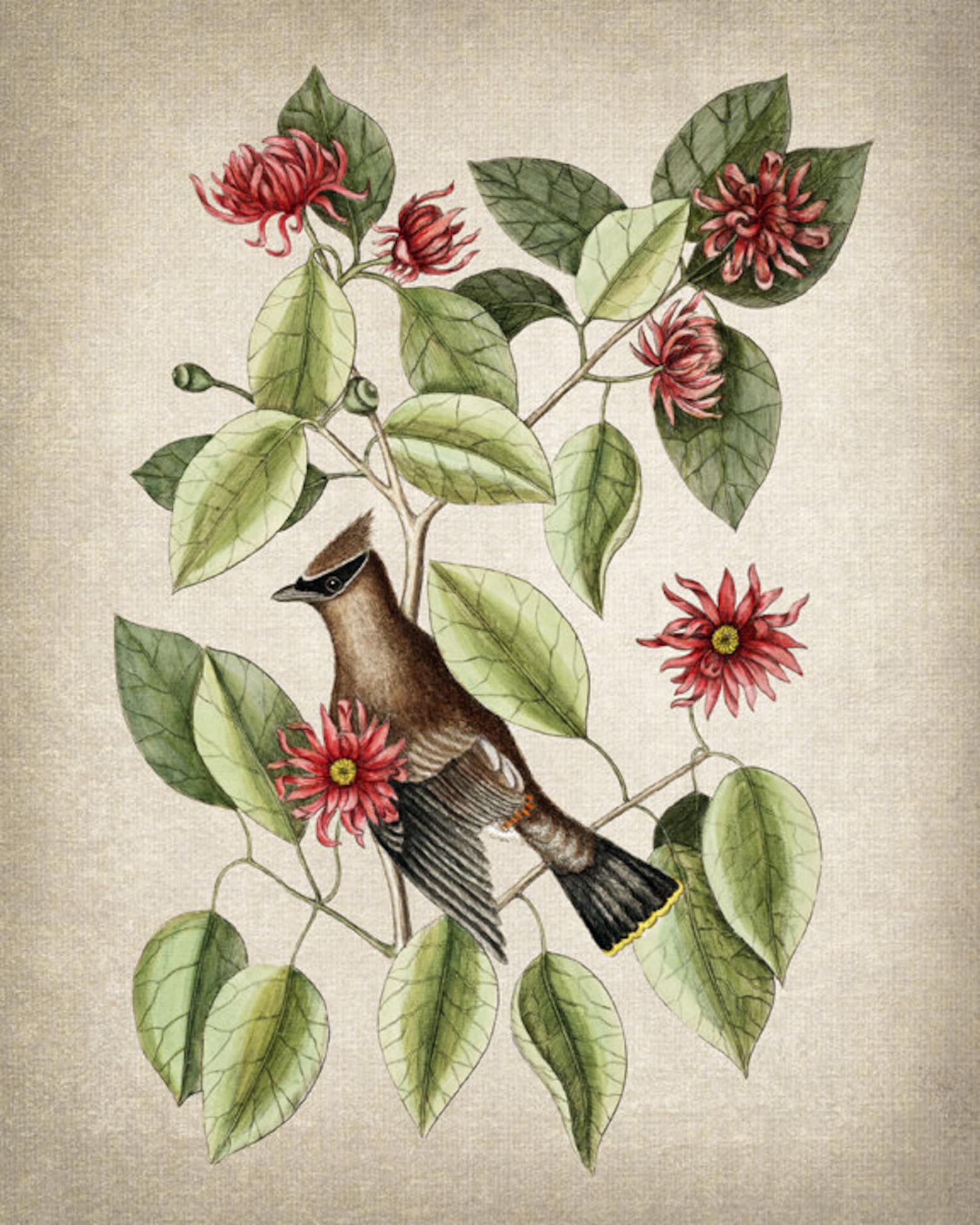 Mark Catesby Birds Set of 4 Printables 1700's Antique - Etsy