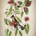 Mark Catesby Birds Set of 4 Printables 1700's Antique - Etsy
