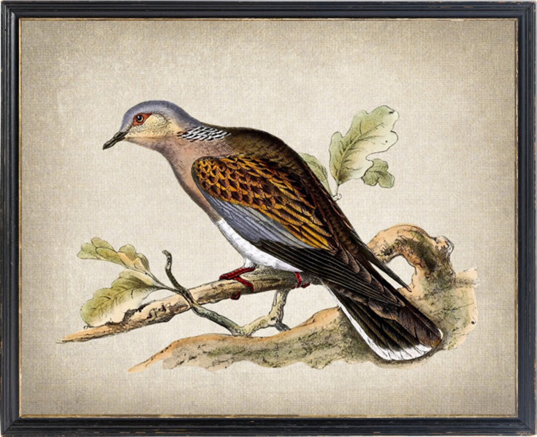 Turtle Dove Digital Print, Vintage Natural History Illustration ...