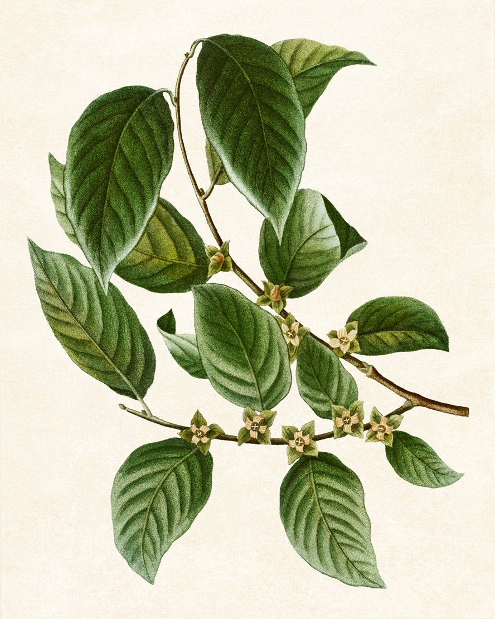 Digital Download Art Print / Date Plum Tree Branch Vintage Botanical ...