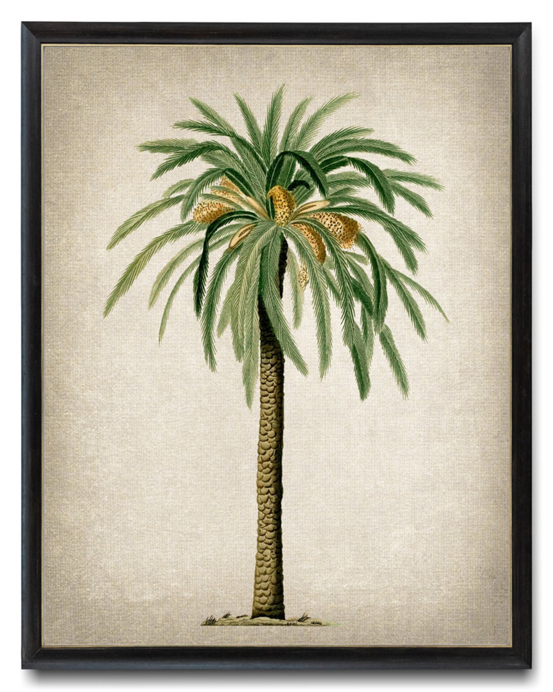 Palm Tree Download, Date Palm Vintage Illustration, Botanical Wall Art ...