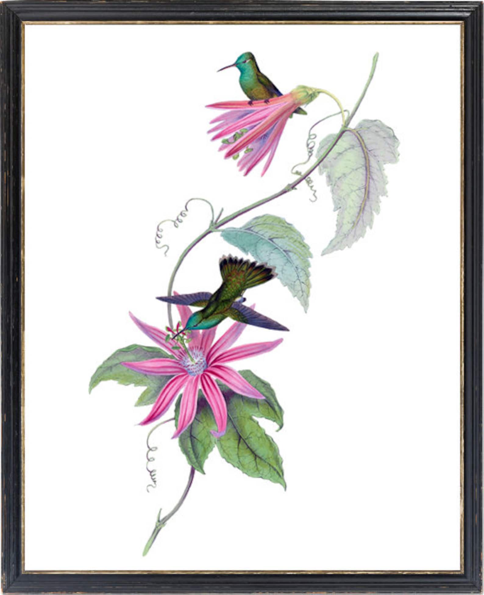 Hummingbird Printable Art, 'brilliant-fronted Emerald' Vintage ...