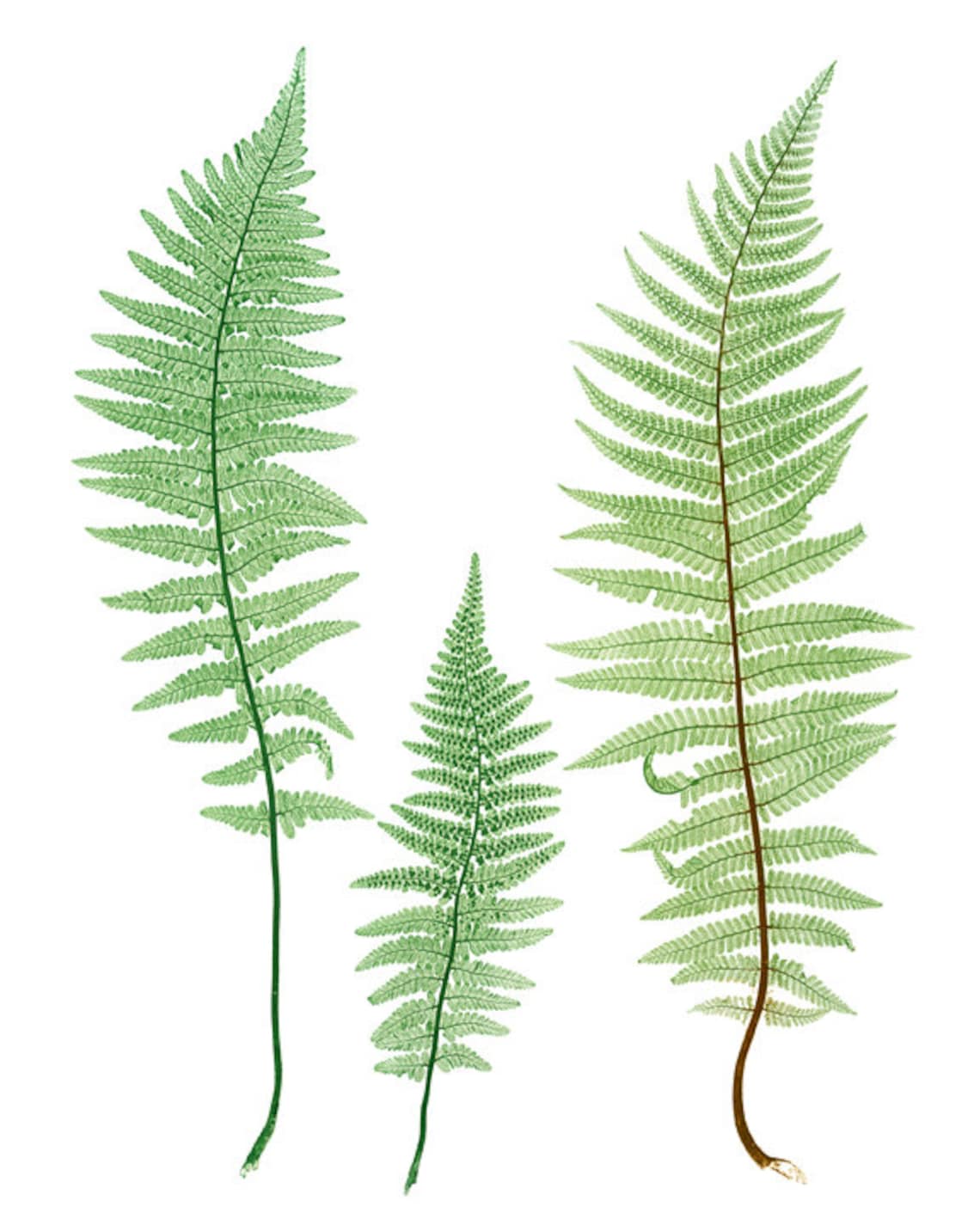 Fern Printables, Set of 12 Ferns, Vintage Nature Illustrations ...