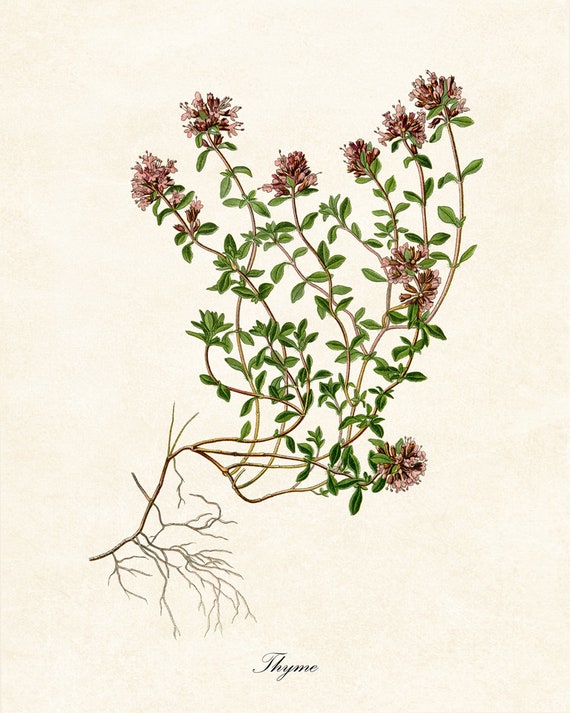Thyme Botanical Drawing